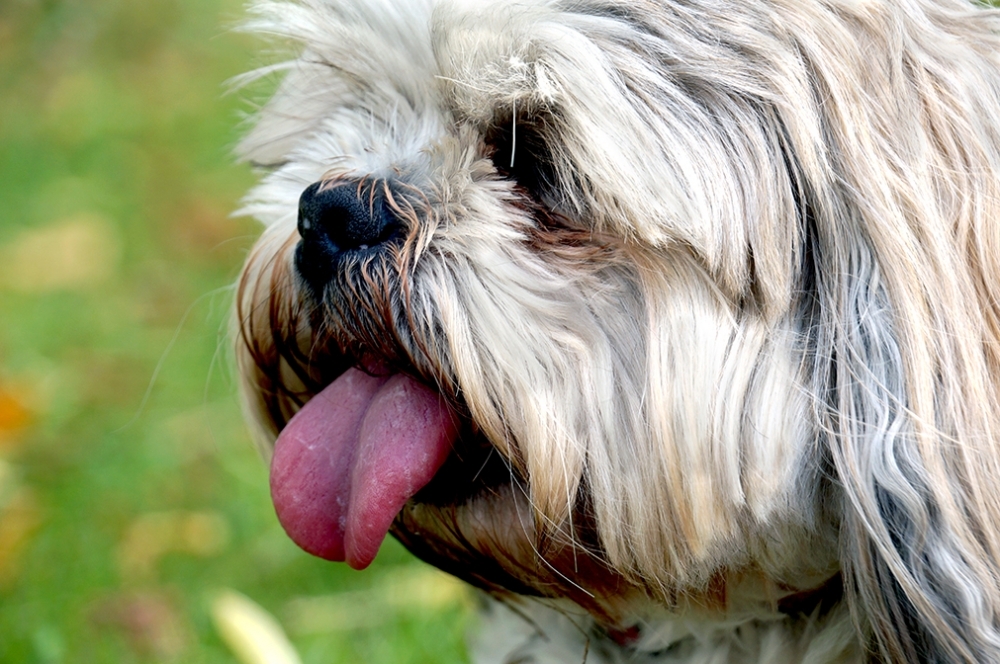 Malý pes uštědřil muži kousanec do lýtka, pak zmizel v jednom z domů