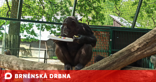 Samice šimpanze v zoo oslavila dvacet let, chovatelé tlupě přichystali ...
