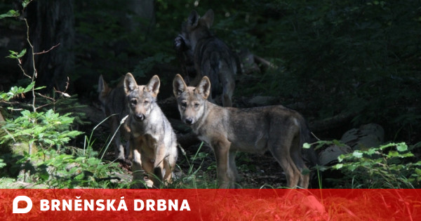 Do Beskyd se vrátili vlci, potvrdili odborníci z Brna