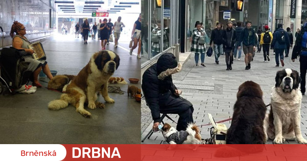 Rumuni s bernardýny utekli z Brna dříve, než jim úřad stihl napařit pokutu