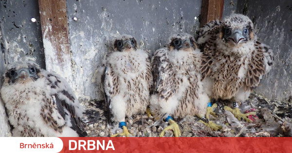 Sokolí pár vyseděl na obřím komíně v Dukovanech čtyři zdravá mláďata ...