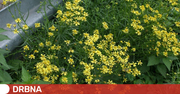 Rostlinou roku 2025 je starček úzkolistý. Roste i u dálnice na Brno