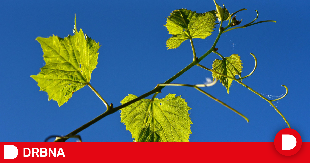 Příznivý měsíc pro vinice. Chladný květen vinohradům na jihu Moravy ...