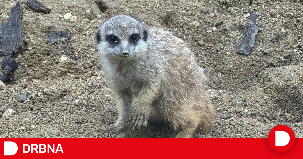 V brněnské zoo přivítali nová mláďata. Narodil se malý bizon i surikata
