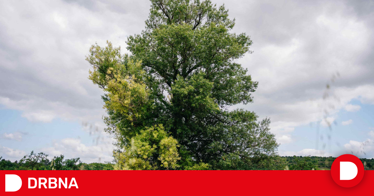Lidé mohou vybírat Strom roku. Ve finále je i Herbenův topol z jižní Moravy