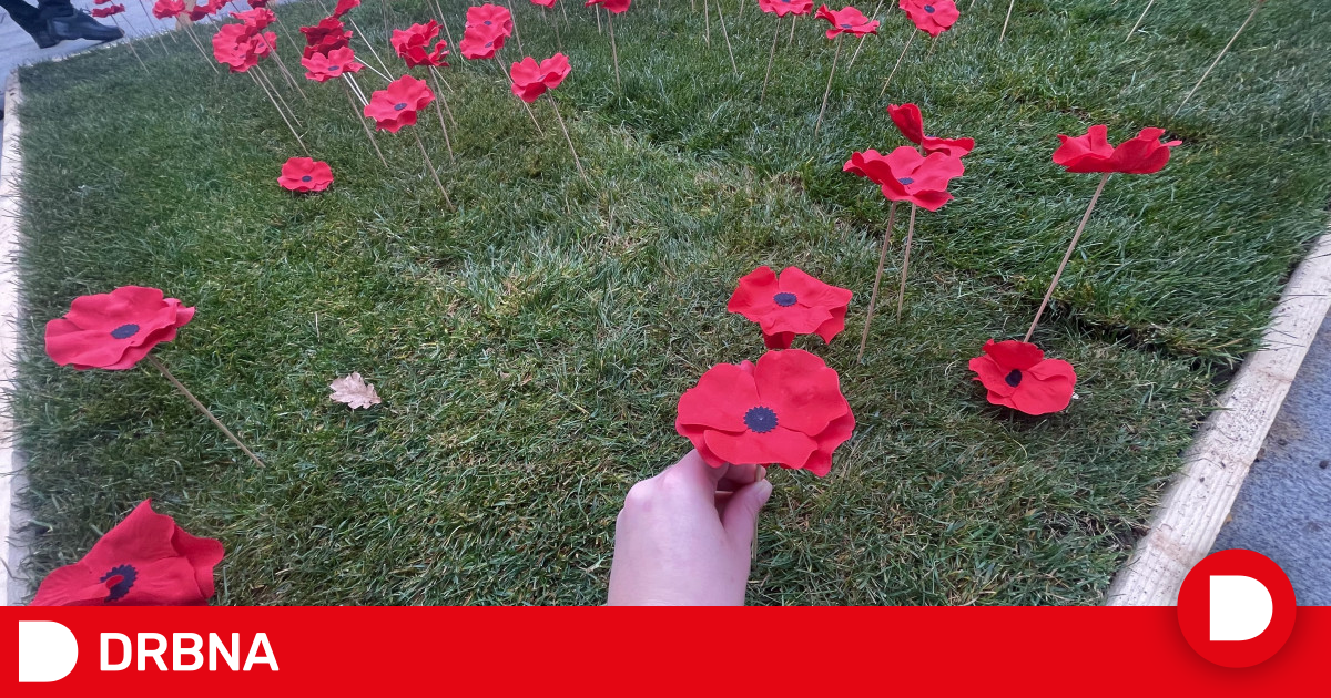 Lidé na Moravském náměstí v Brně zasadili vlčí máky jako symbol úcty k ...