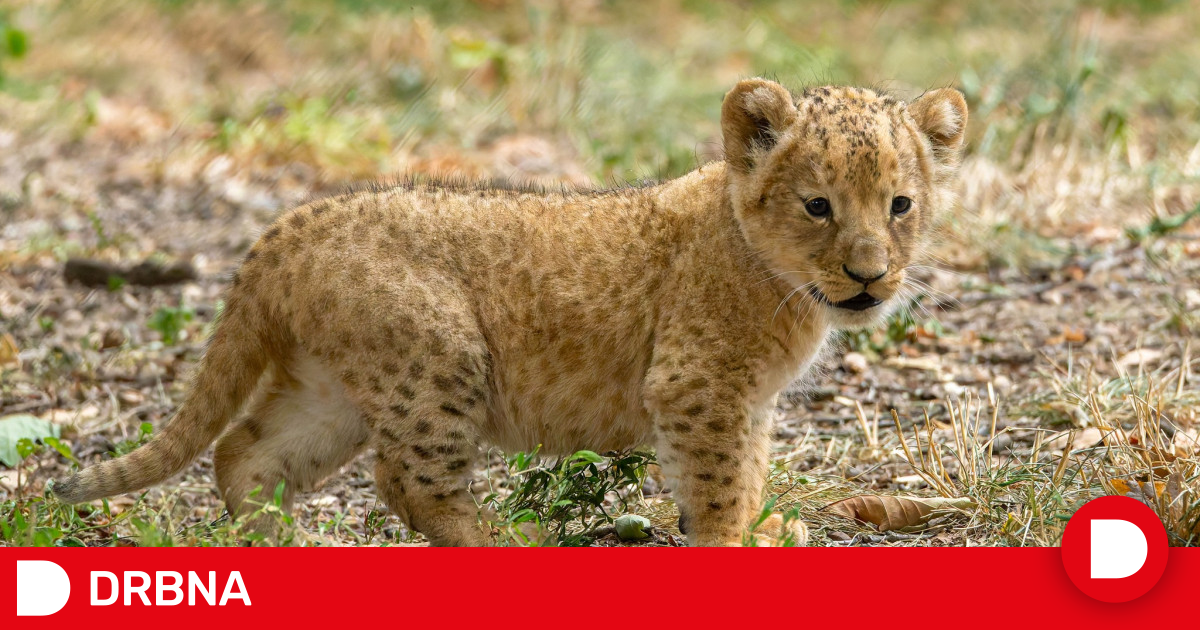 Rok plný mláďat. V brněnské zoo se loni narodilo lvíče, kapybary i ...