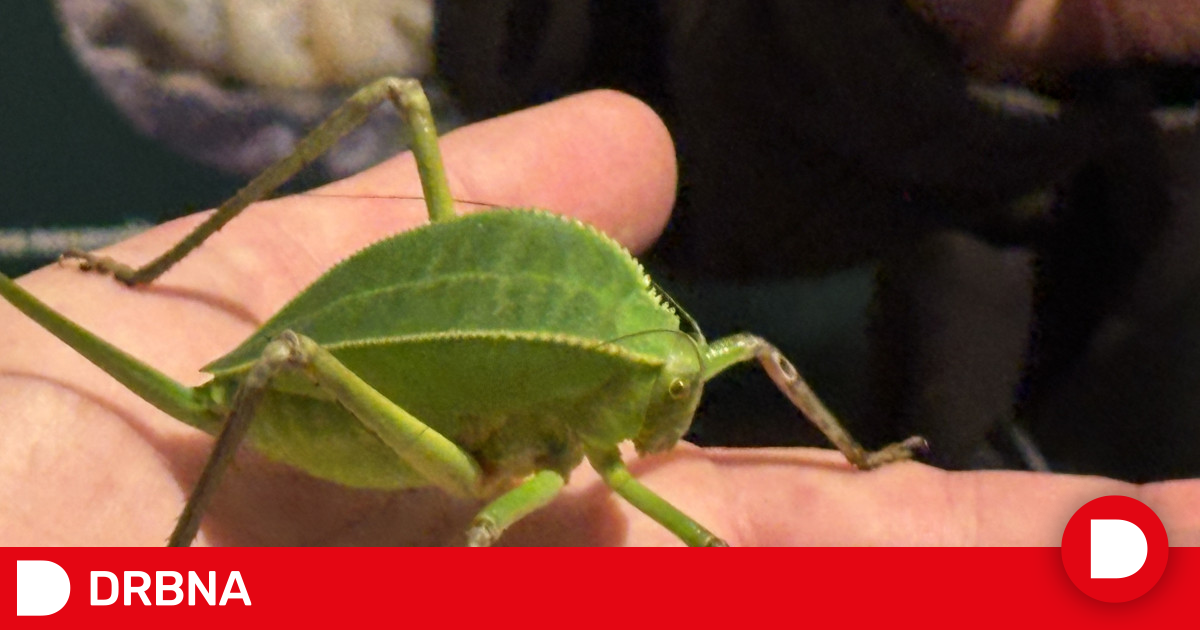 FOTO: Gigantická kobylka i šváb, který syčí. V Brně vystavují bizarní hmyz