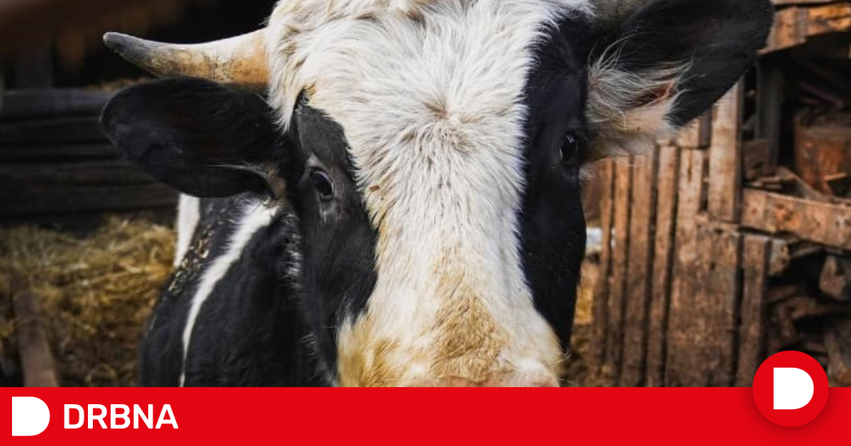 Zanedbané krávy jen o kus unikly porážce. Ochránci zvířat jim teď ...