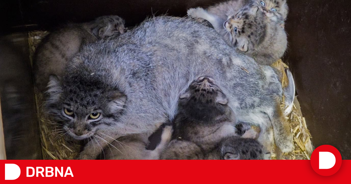 Trvalo to osm let. V brněnské zoo se narodilo šest malých manulů